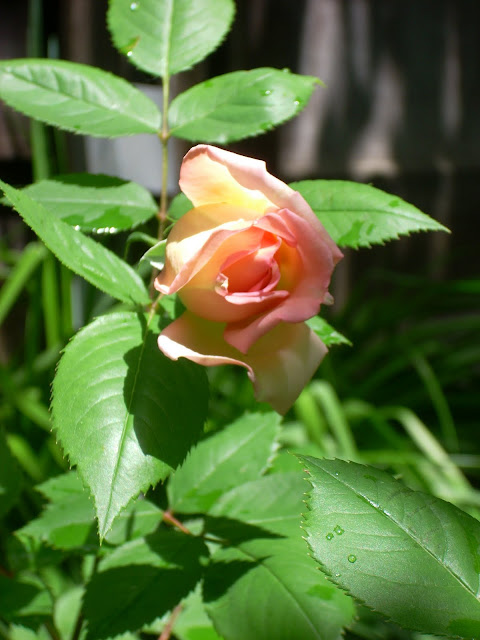 Life's A Garden, Bloom Where You're Planted: Back to the Basics