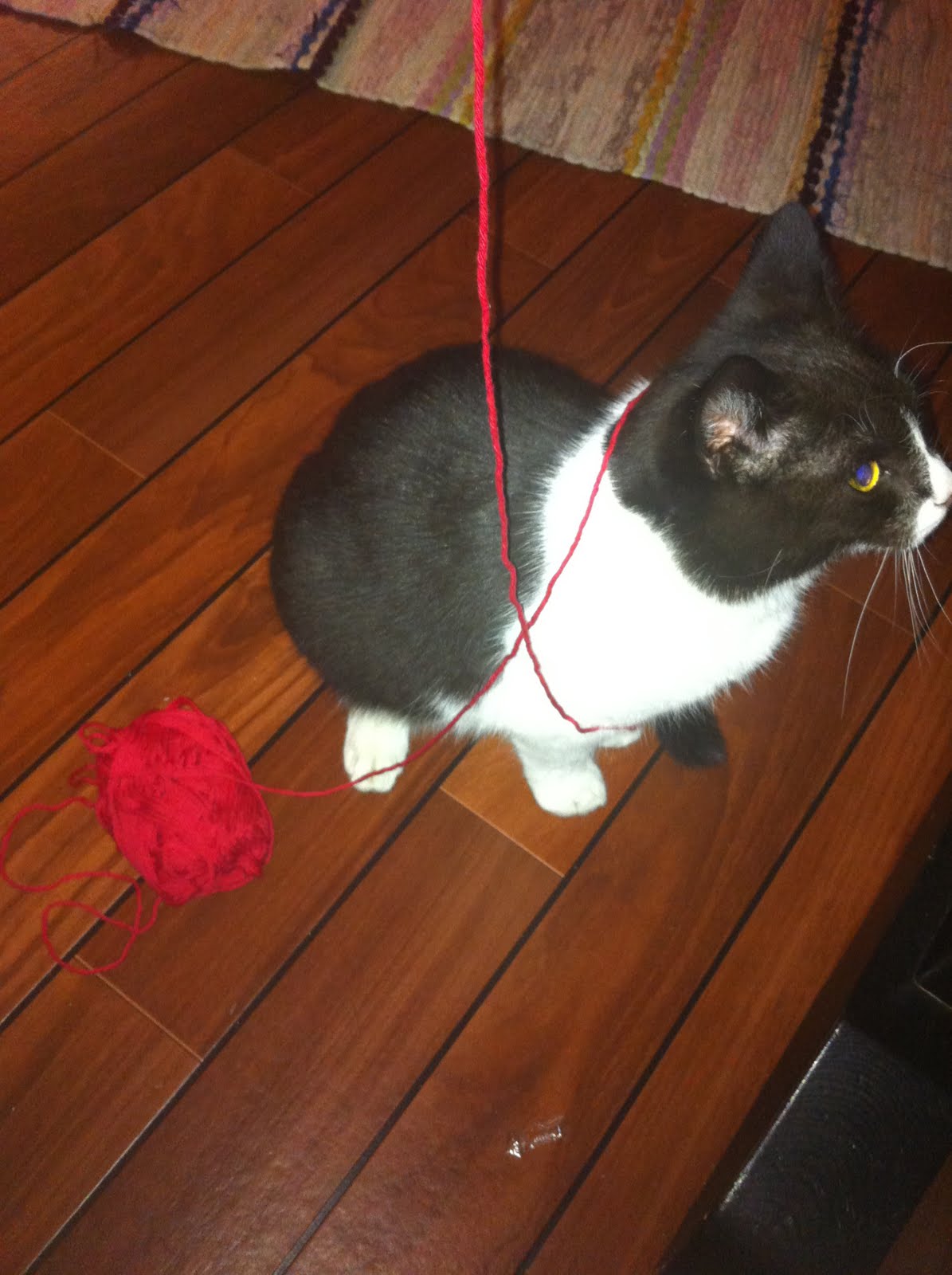 The (almost) Daily Ramblings: cat+yarn=trouble