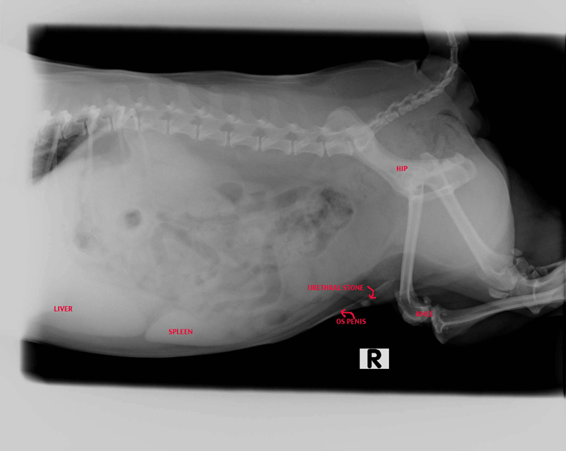 West Boulevard Veterinary Clinic: The Veterinary Journey of a Much ...