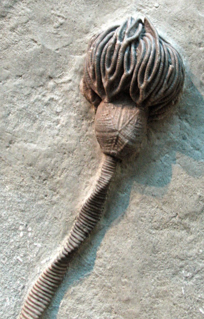 Louisville Fossils and Beyond: Indiana State Fossil - Elegant Sea Lily?