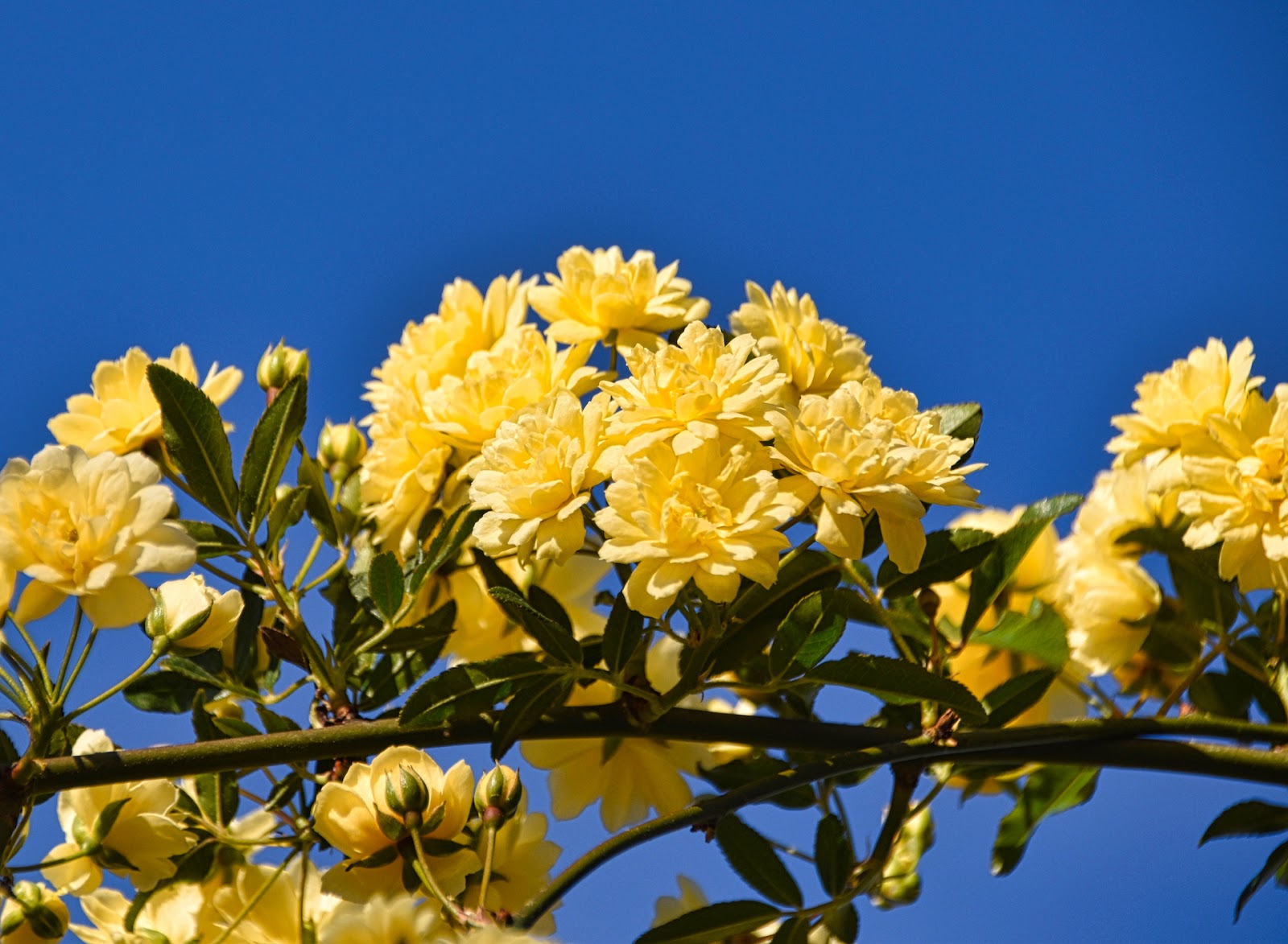 Royal Town Rambles: The Splendor of a Southern Spring