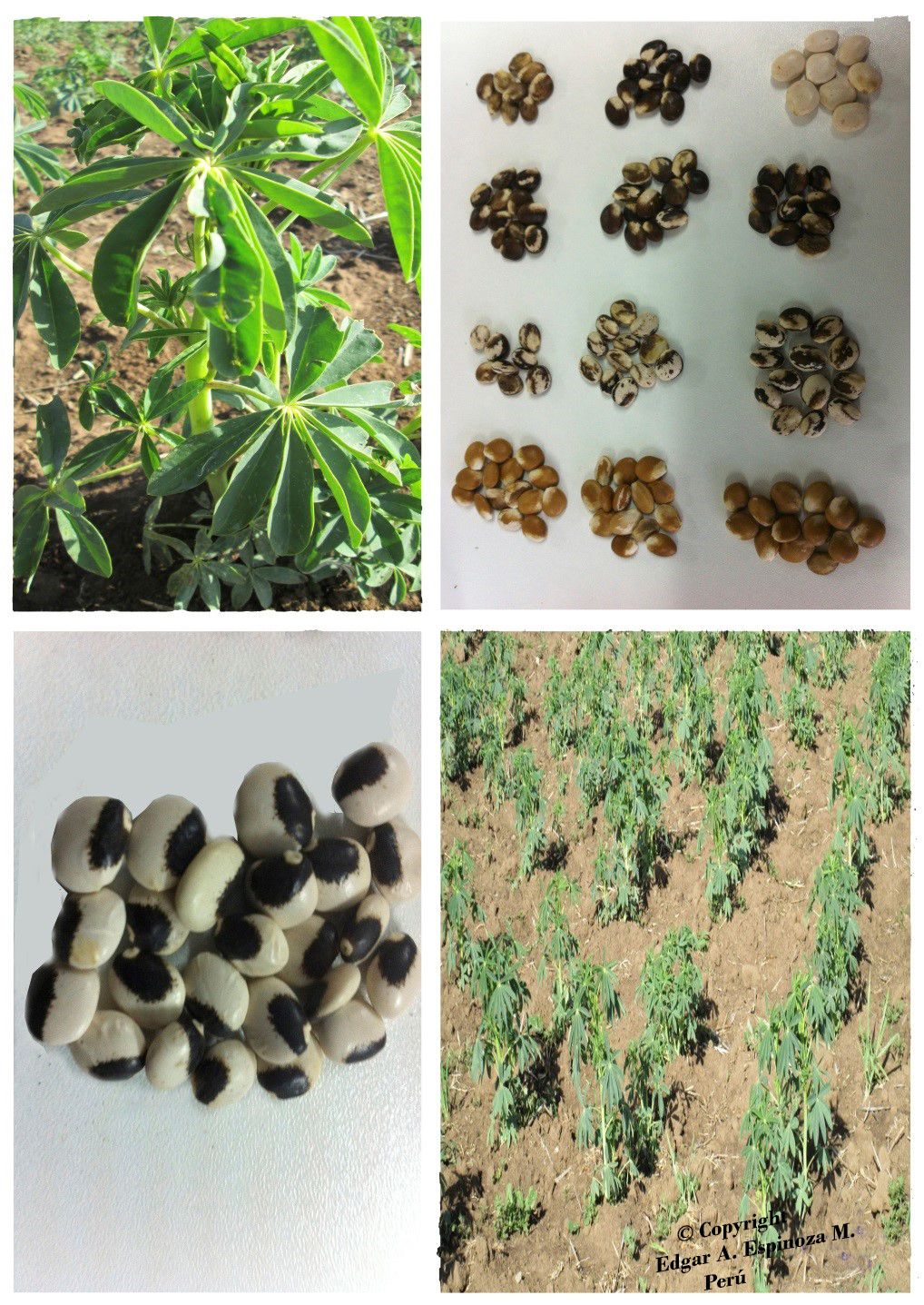 "AGRICULTURA ANDINA INKA": CULTIVO DE TARWI: Como Alternativa para la ...