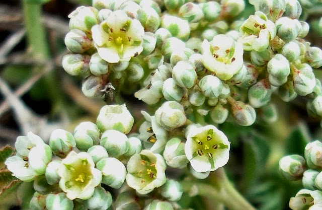 MI HERBARIO DEL JILOCA: Corrigiola telephiifolia.