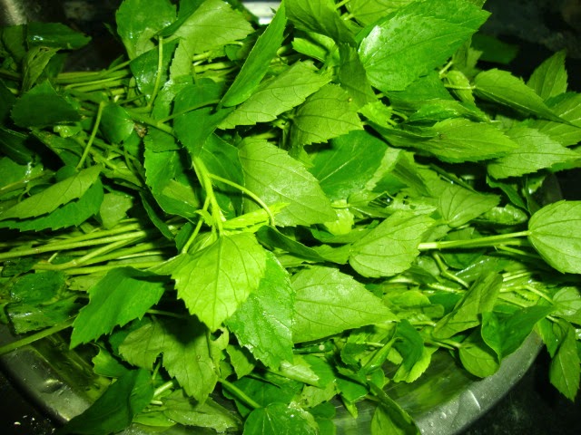 SS Moments: Pulicha Keerai | Pitwa | Gongura | Hibiscus sabdariffa ...