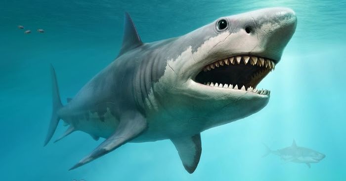 Bagaimana Hiu Mengenali dan Menemukan Mangsa? | Belajar Sampai Mati