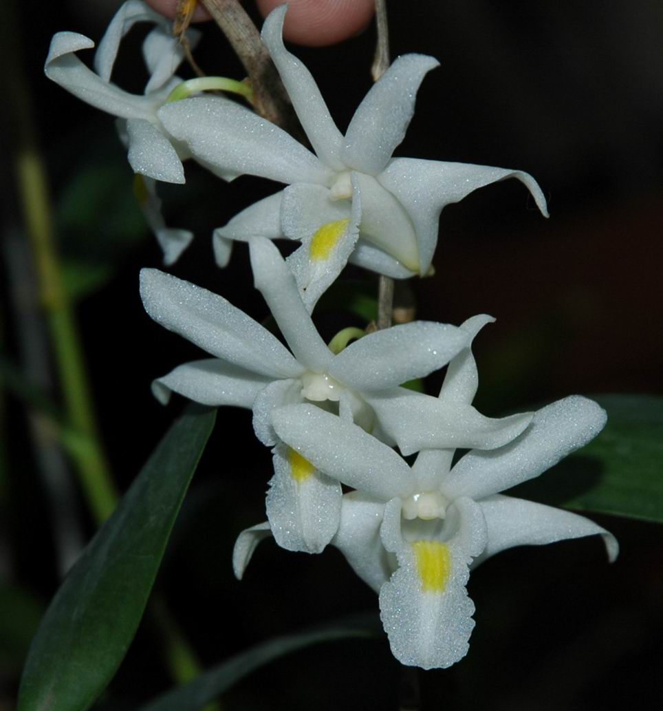 Dendrobium crumenatum a.k.a Orkid Merpati