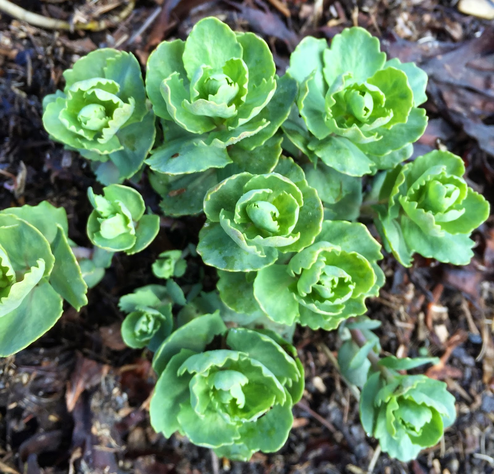 SITKAVORES: PERENNIAL VEGETABLES