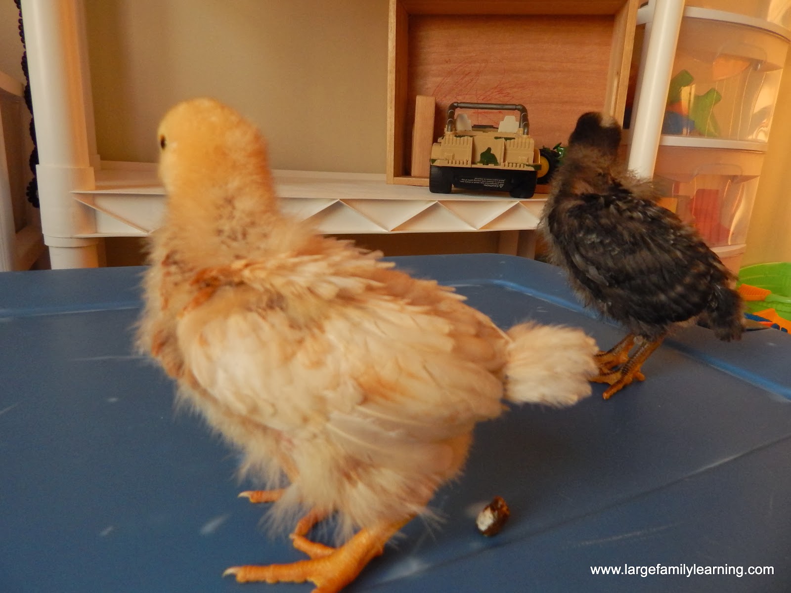 Large Family Learning : Raising Baby Chicks: 2 Weeks Old (Part 2 ...