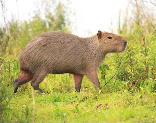 Kapibara Özellikleri | Canlılar Alemi