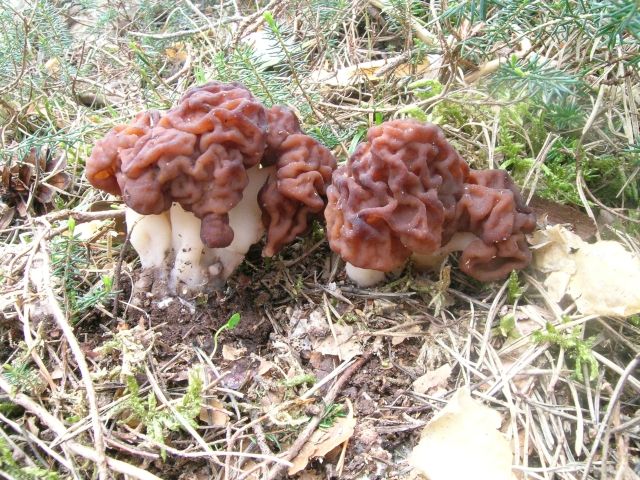 Setas y hongos: Gyromitra esculenta - Falsa colmenilla