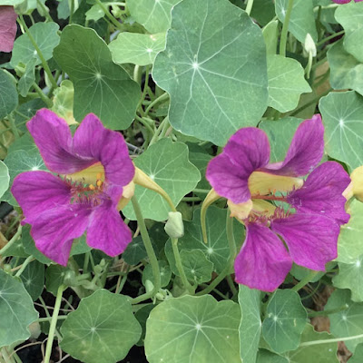 Seminte si plante de gradina hobby: Conduras-Tropaeolum majus