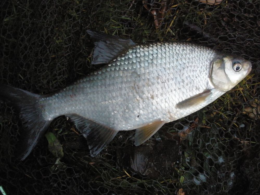 Idler's Quest: Confounded Fish! - Bream, Silver Bream, Roach and their ...