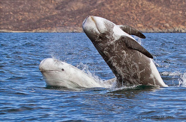 El calderón gris o delfín gris (Grampus griseus) es una especie de ...