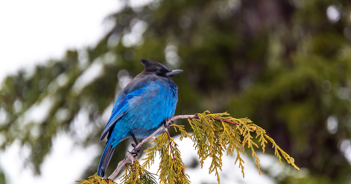 FOSSIL HUNTRESS: UPPER CRETACEOUS HASLAM FORMATION