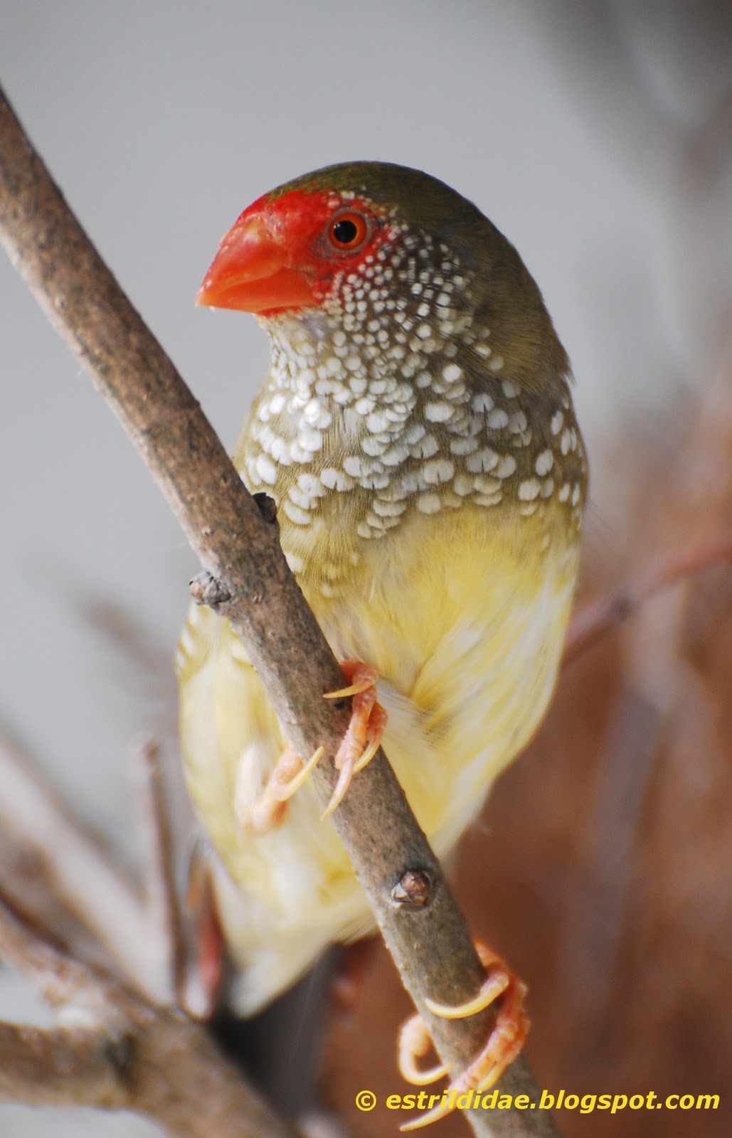 Estrildidae: Asmeninė patirtis. Rausvauodegė rubininė astrilda ...
