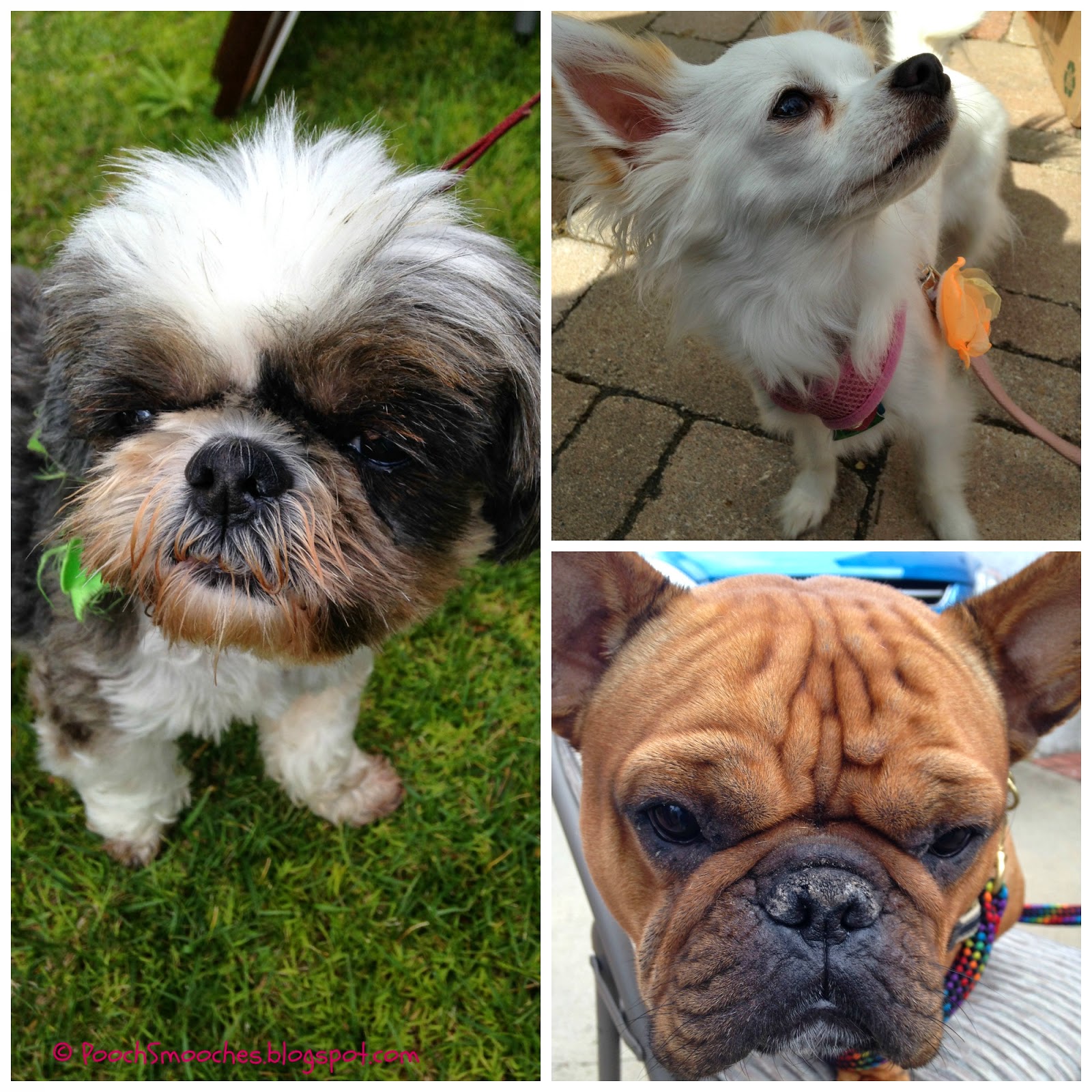 Pooch Smooches: Wordless Wednesday: Garage-Sale Dogs