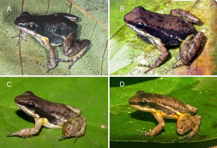 Species New to Science: [Herpetology • 2020] Leucostethus bilsa • A New ...