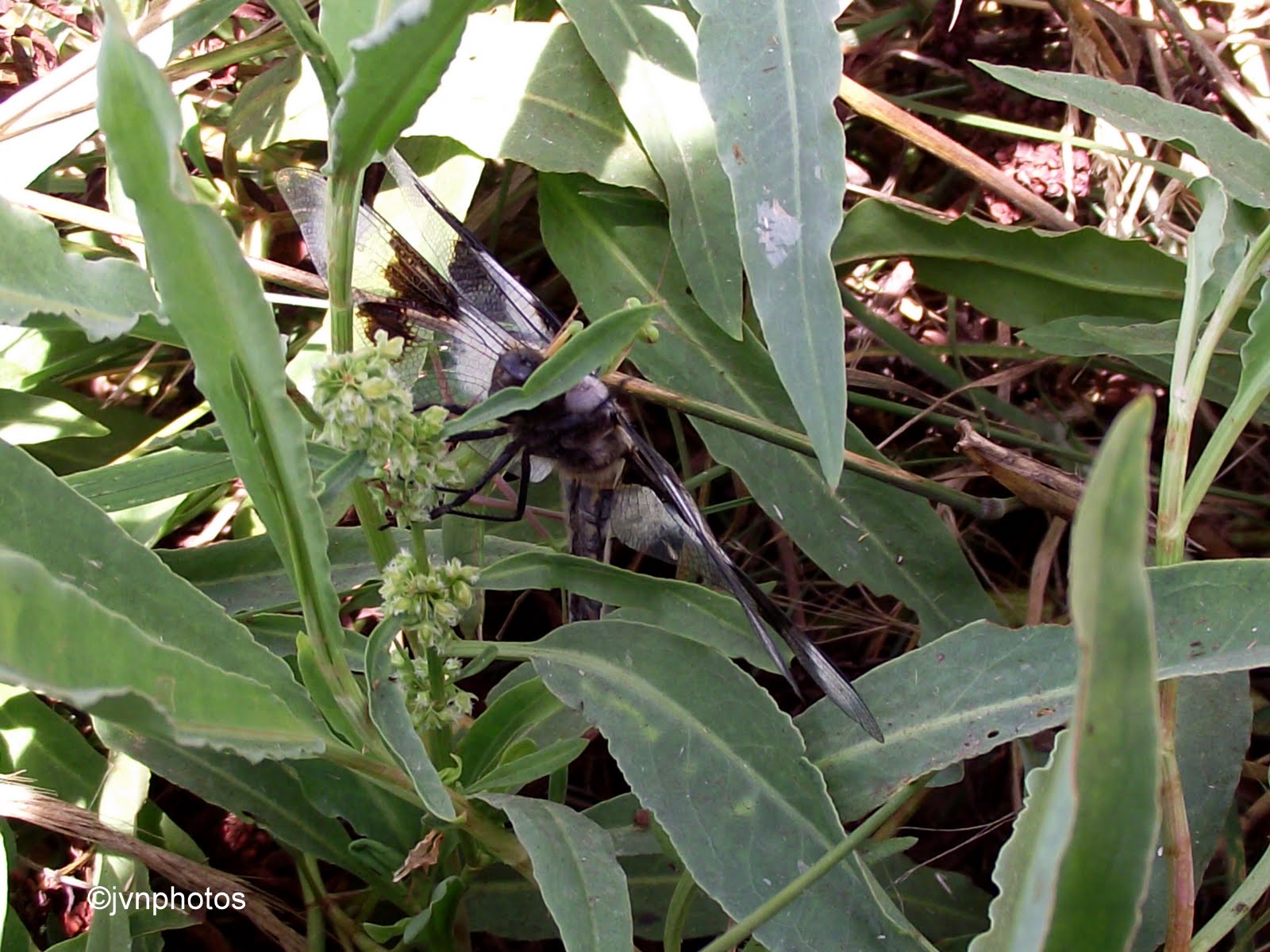 Photos by Jan: Praying Mantis Attacking a Dragonfly