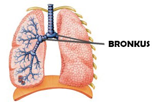 Organ-Organ Pernapasan dan Fungsinya (Pertemuan I) ~ Blog Interaktif ...