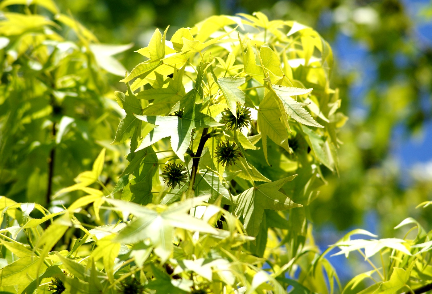 A photo, A thought............: Plant: Sweetgum tree across the seasons