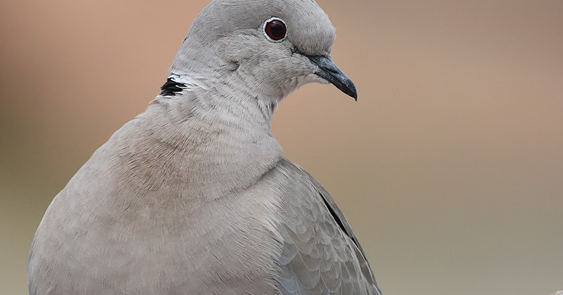 Birding Catalunya: Tórtora turca (Streptopelia decaocto) a Miravet