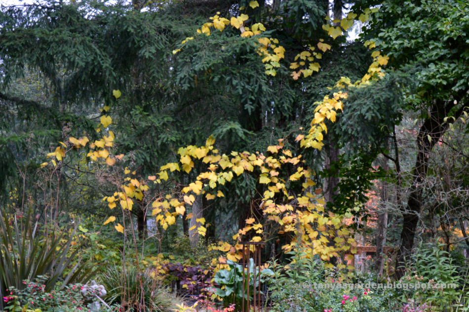 MySecretGarden: Fall Garden Snaps