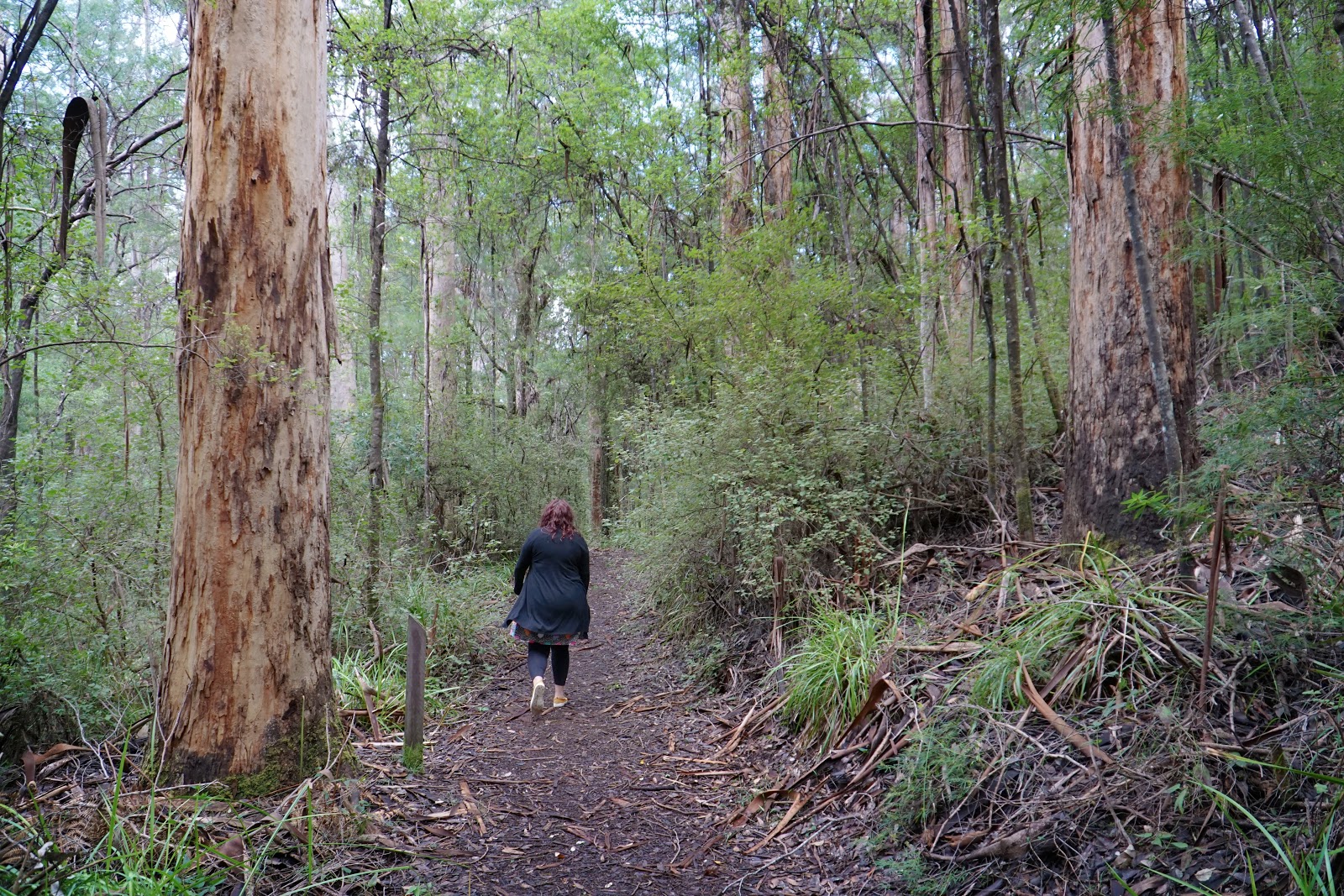 Harewood Forest Walk (Harewood Forest Conservation Area) ~ The Long Way ...