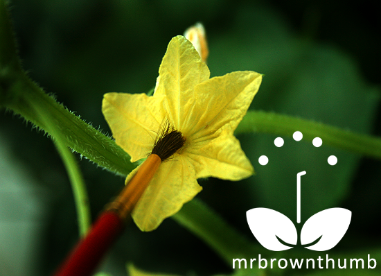 Pollinating Cucumber Flowers : MrBrownThumb