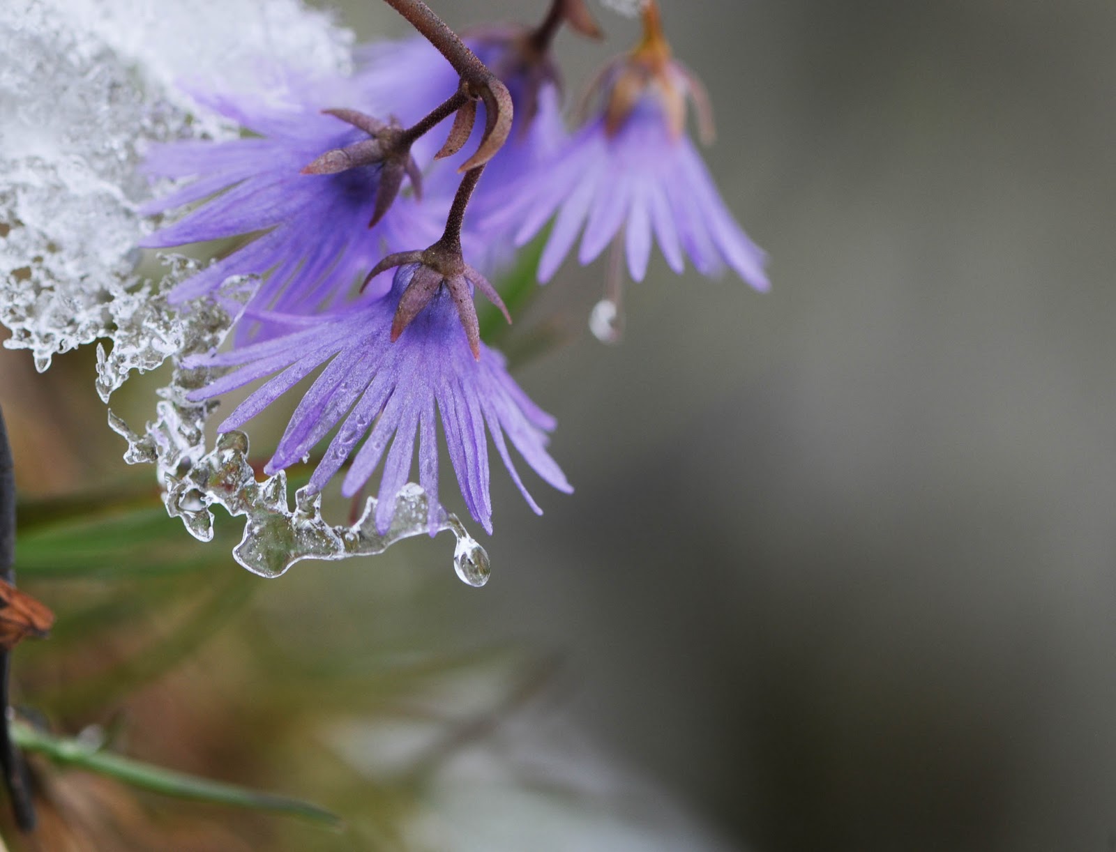 PicturesPool: Beautiful Flowers with Rain Water Drops