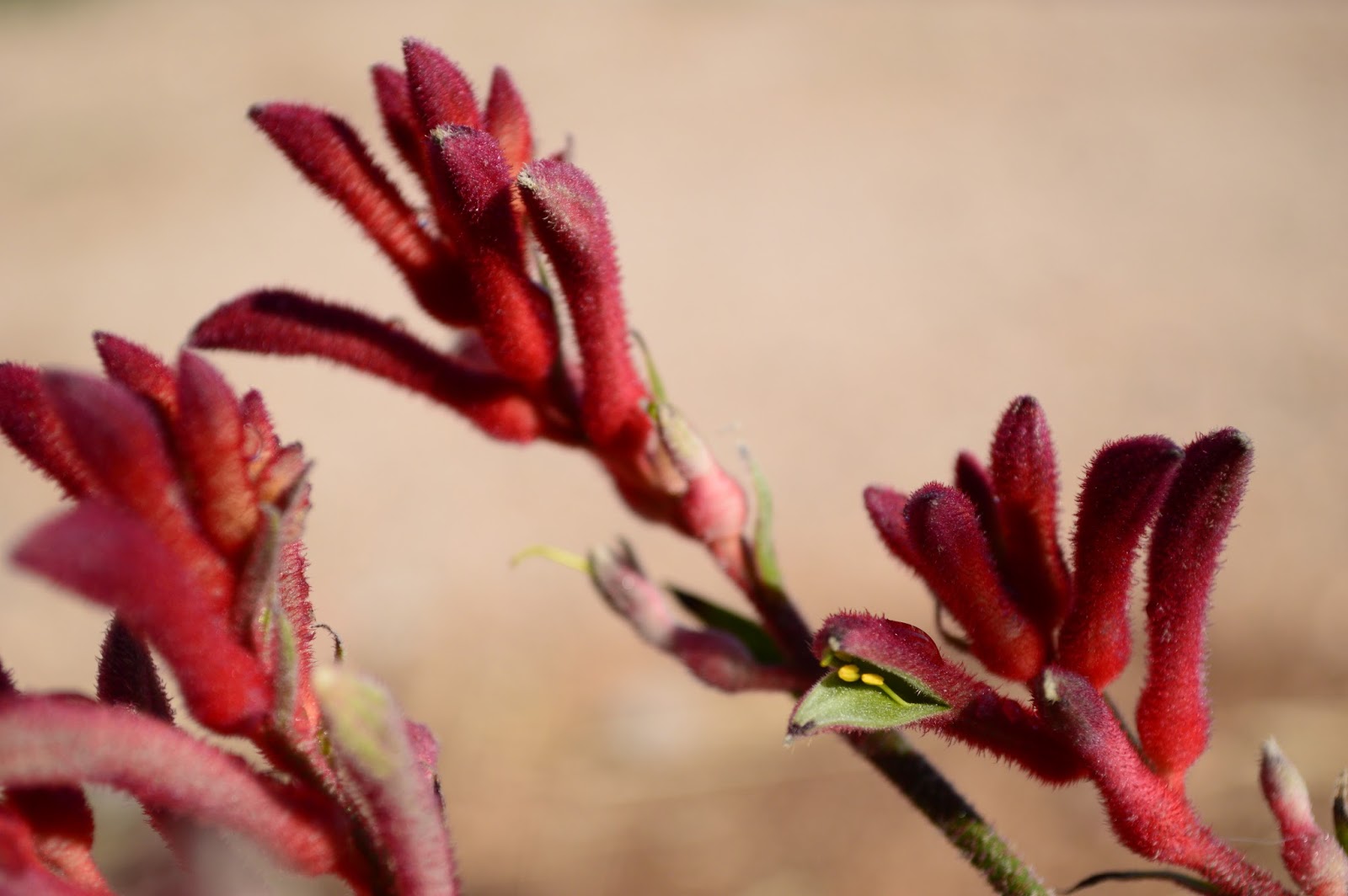 A Small, Sunny Garden: The Bush Ranger in the Boondocks