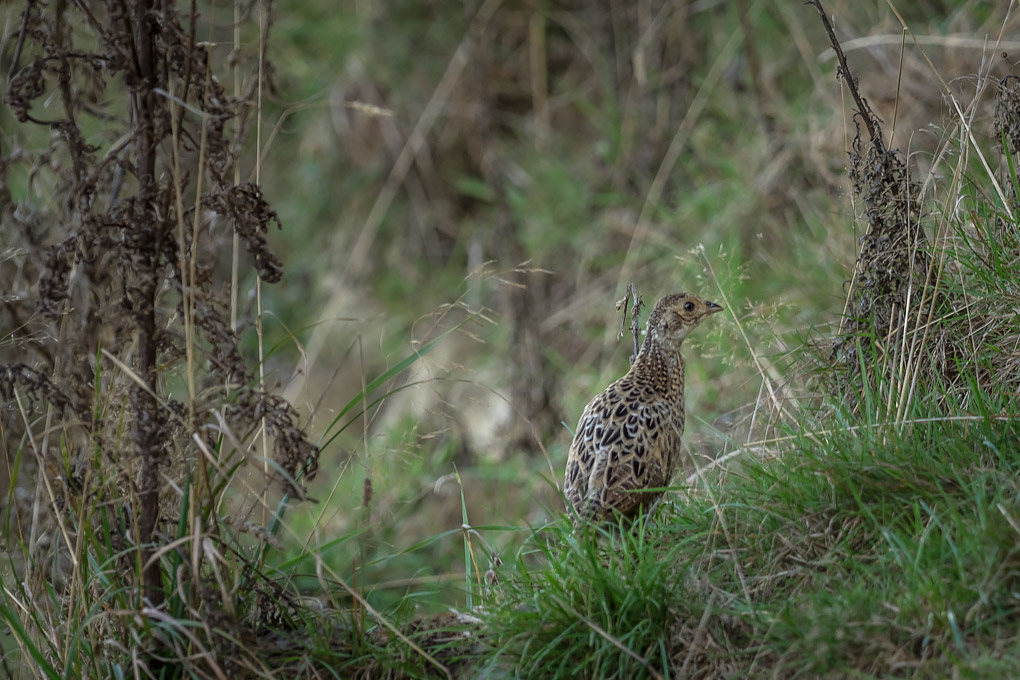 The Ruins of the Moment: Pheasant poult, No. 1 Line, Pohangina Valley ...