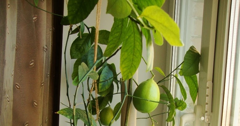 Мягкие рукоделки: Лимонная жизнь