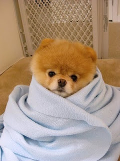 @ganangWp's blog: boo anjing terimut di dunia :D