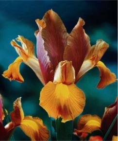 Simple Blue: Spring Bulbs