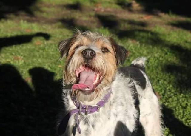 Adoptándonos: Cartucho, hermoso perro barbincho de tamaño mediano en ...