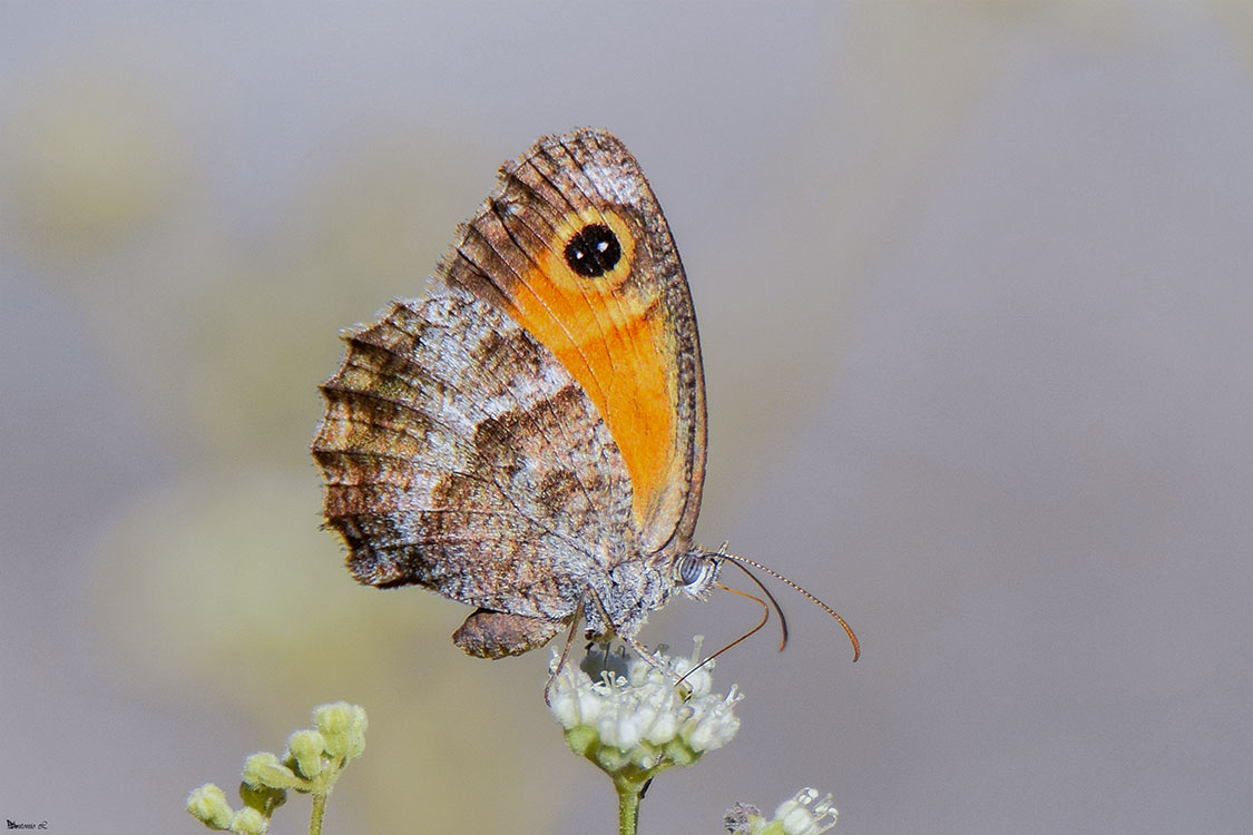 Objetivo: Naturaleza Viva: Mariposa lobito jaspeado (Pyronia cecilia)