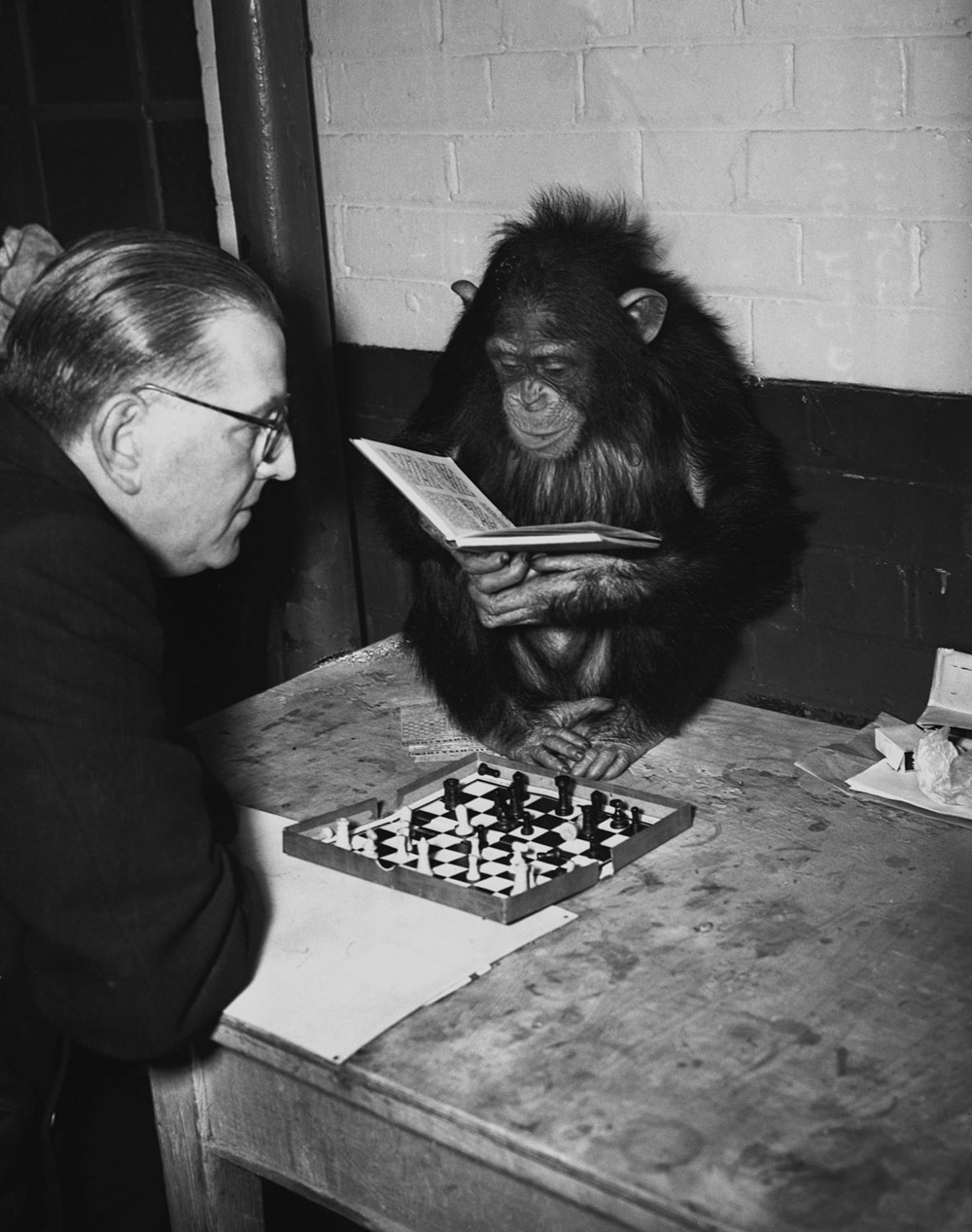 Monkey business « Spraggett on Chess