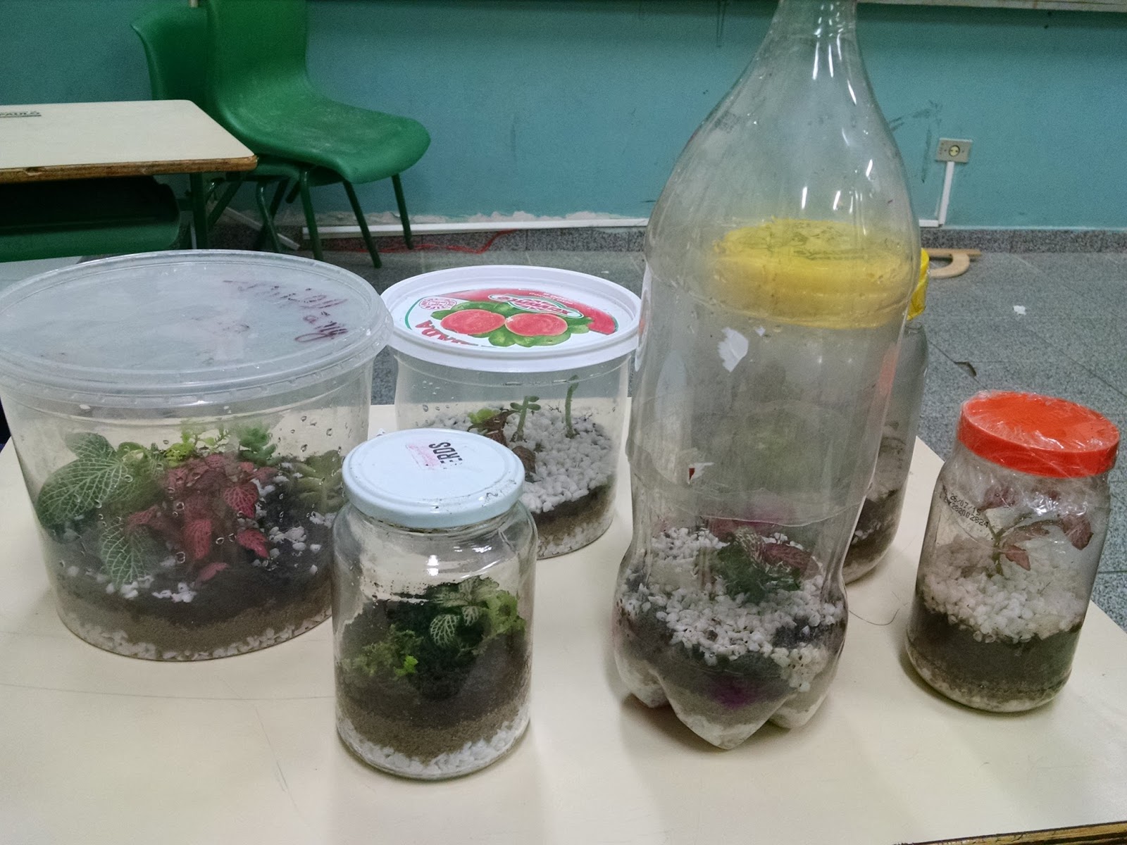 Ciências - Prof. Helena: Atividade prática: Terrário