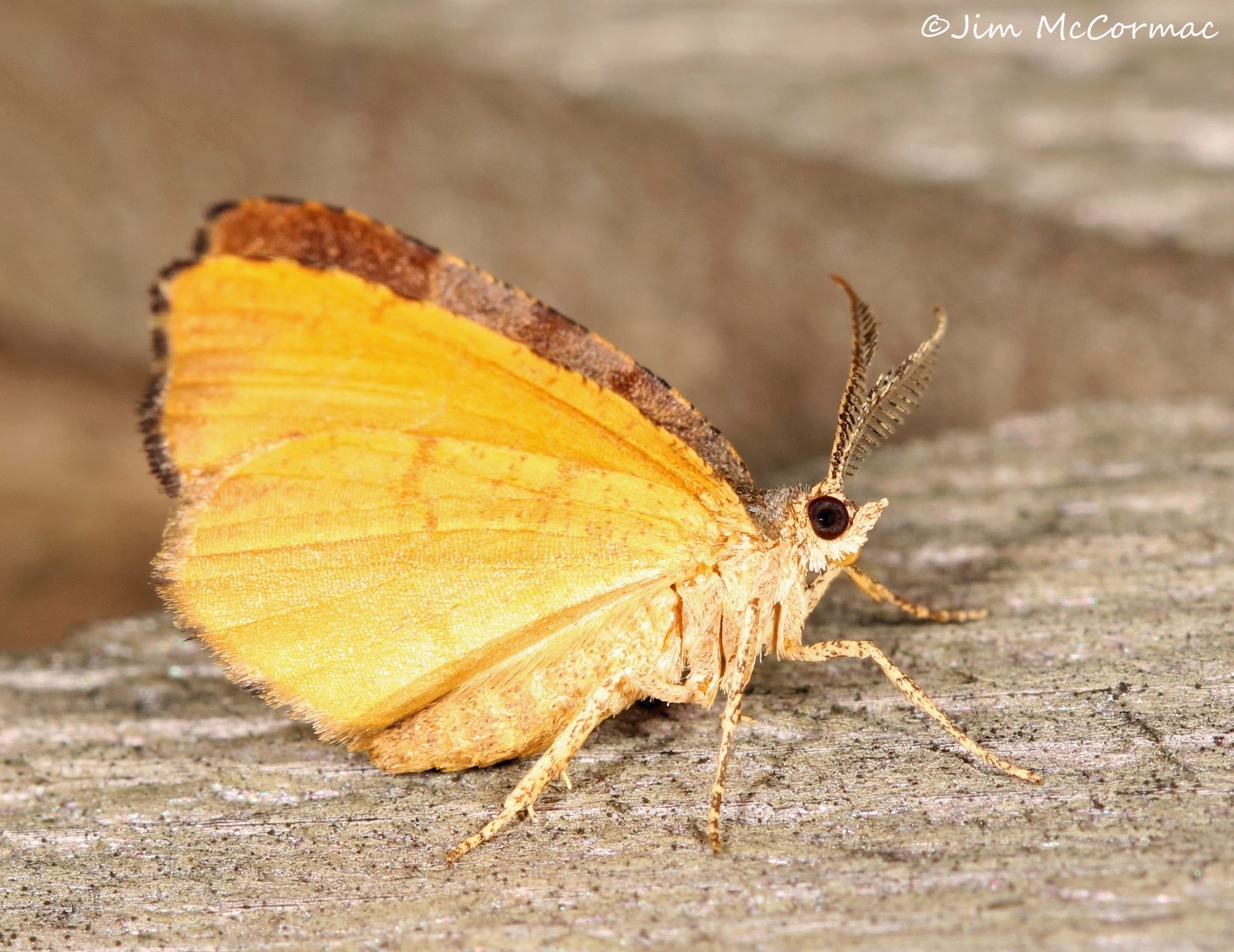 Ohio Birds and Biodiversity: June 2017