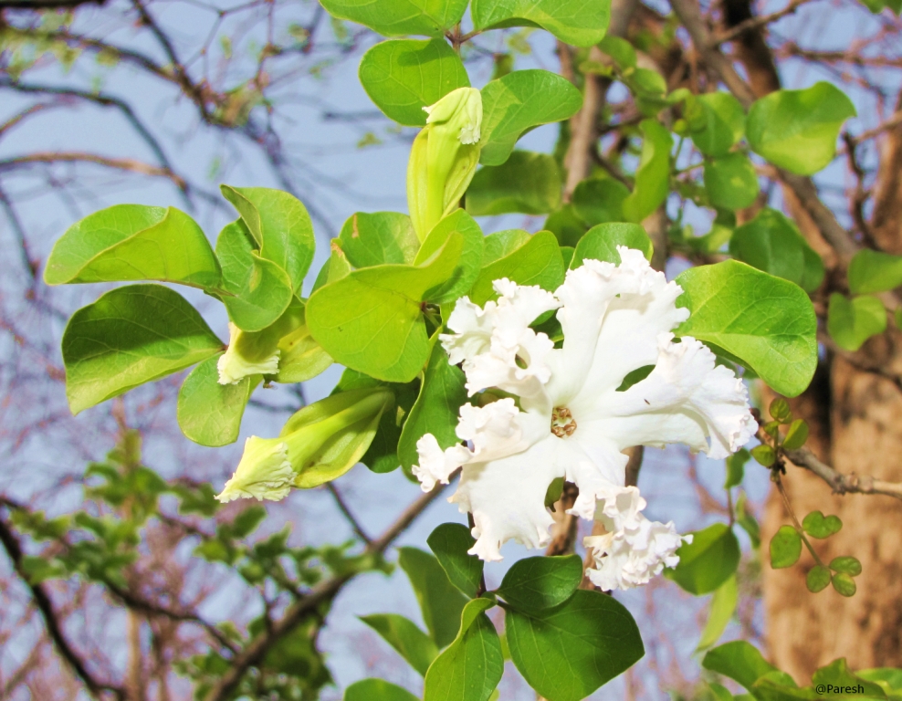 Gifting Trees...: The Sheep Horn