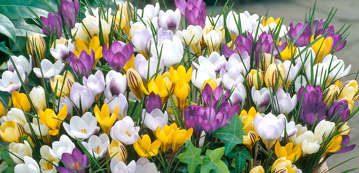 Quilterian: Trevlig Valborg!