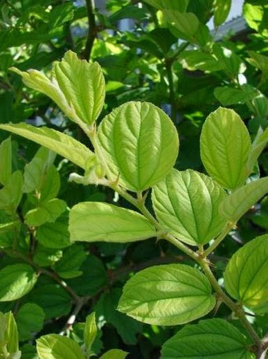 Mass Comm: HERBS AROUND US