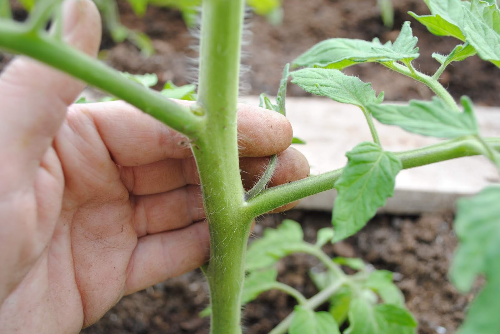Aed ja Toit: Tomatite ja kurkide istutamine kasvuhoonesse. Paprikad ...