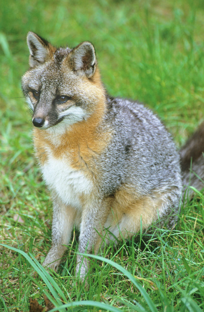 Friends of the Island Fox: Gemini Foxes: The Kit Fox and Swift Fox