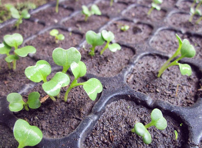 Parameter Dan Tolak Ukur Viabilitas Benih | Xylem and Floem