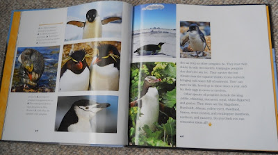 Blue Sky, Big Dreams: A Penguin Obsession