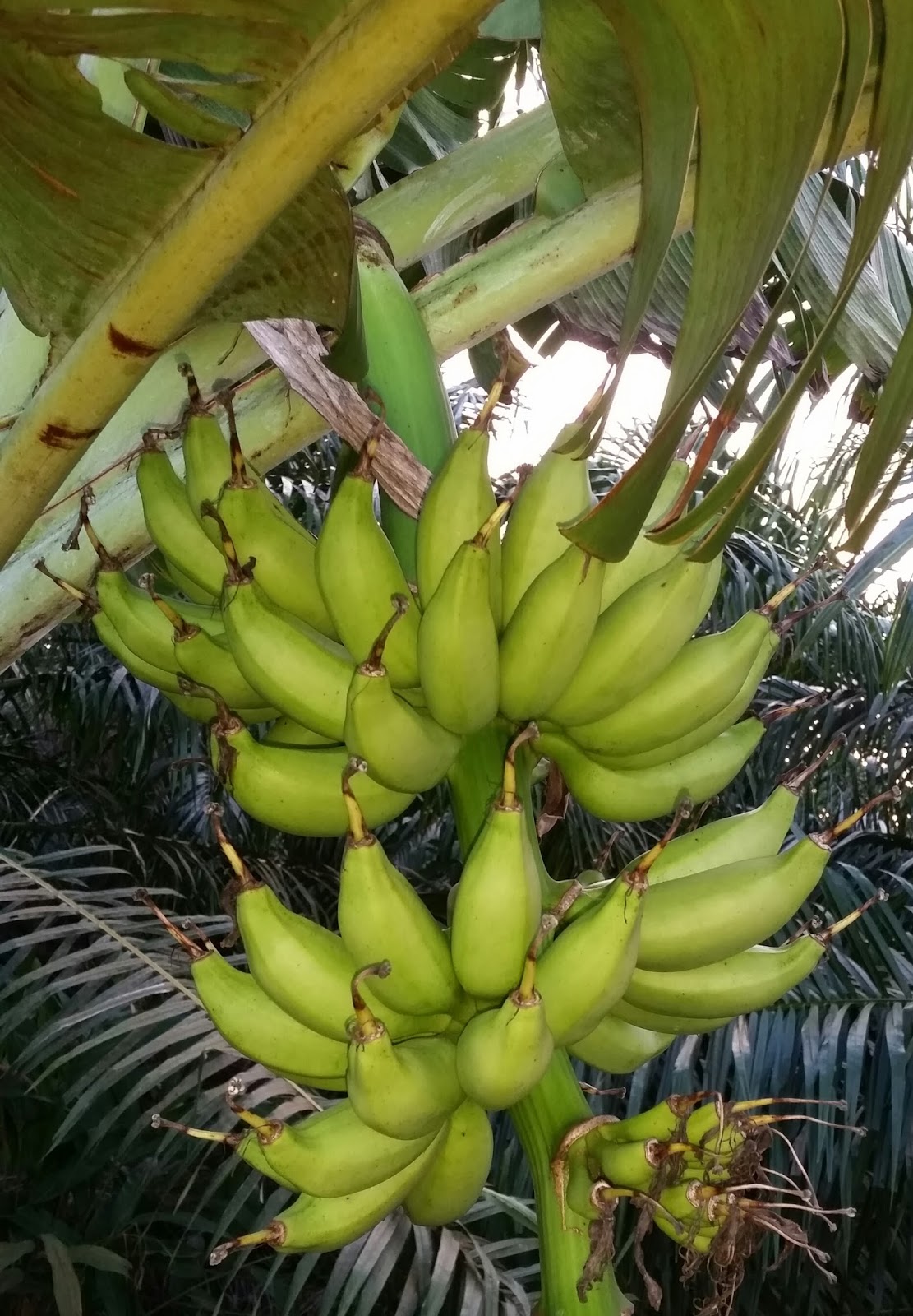 Warisan Petani: Tanaman Pisang 11 :Pokok Pisang Susu.
