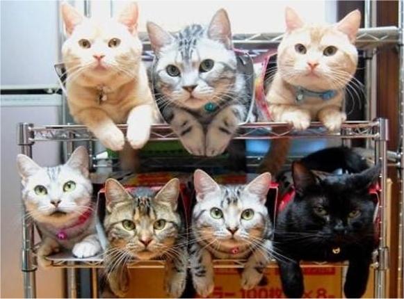 ANIMALS TIME : Cat time (hora del gato) Gallery 55