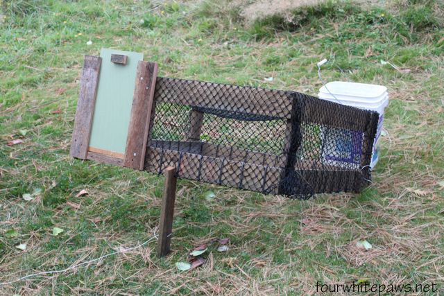 fourwhitepaws: have drop trap need courage