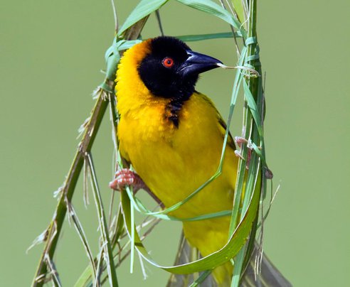 White Wolf : Weaverbirds Craft Amazing Nests (Photos- Video)